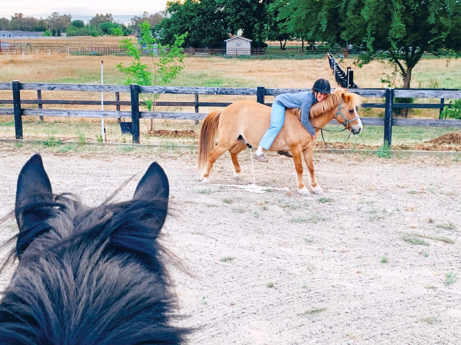 Telemedicine - SUNDANCE Veterinary